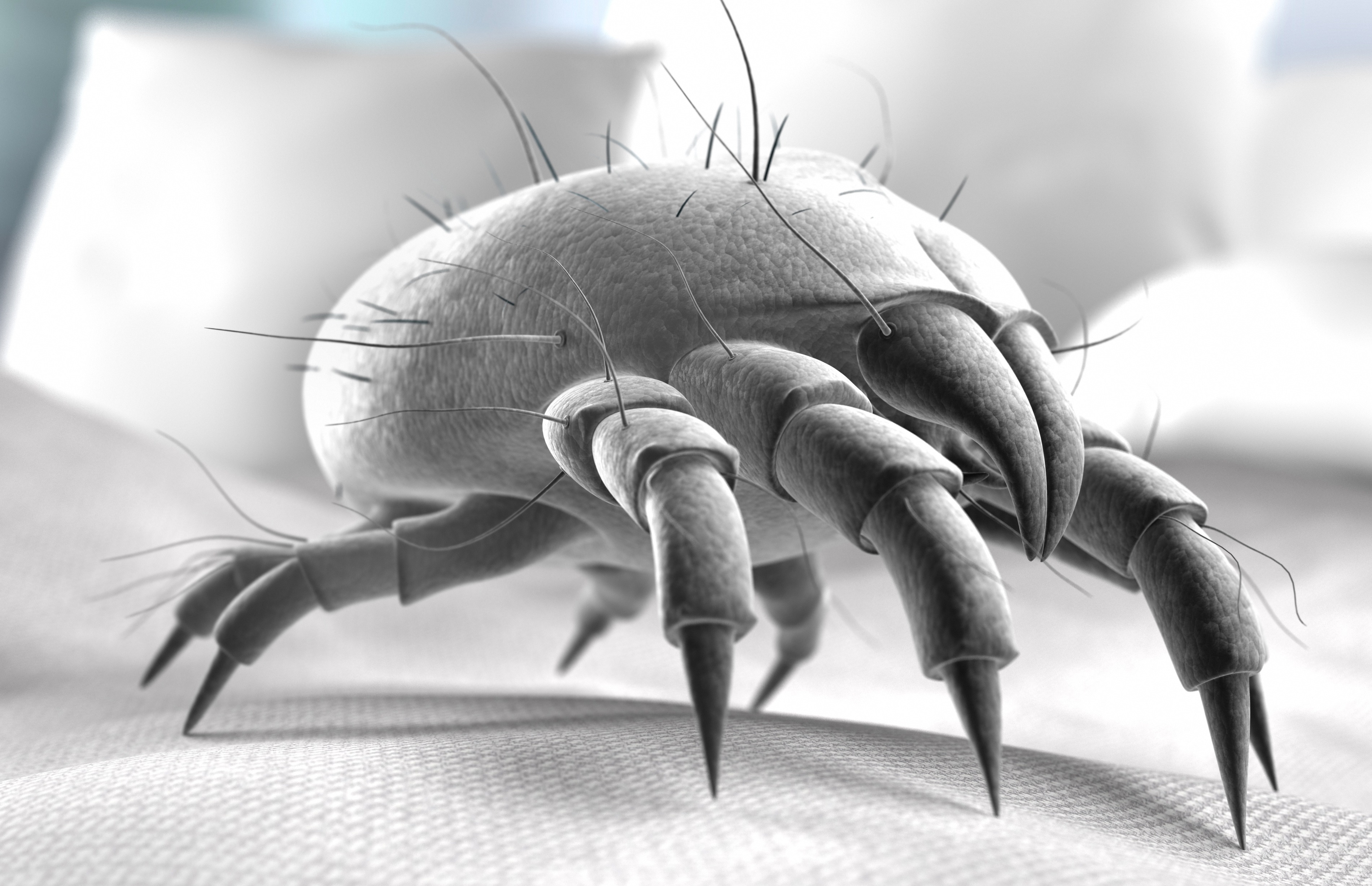 Teppichreinigung | Übersicht